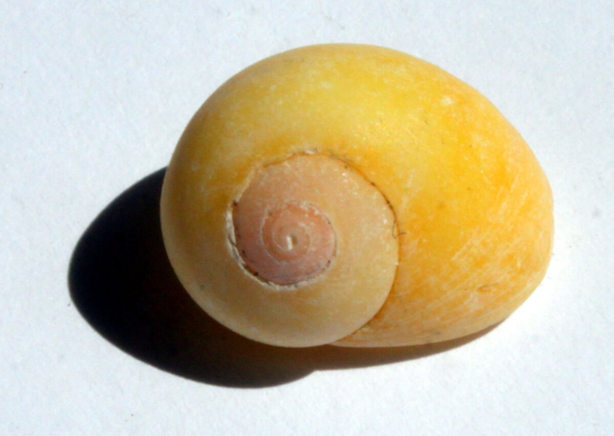 Die gelbe Schnecke - Museum der schönen Dinge